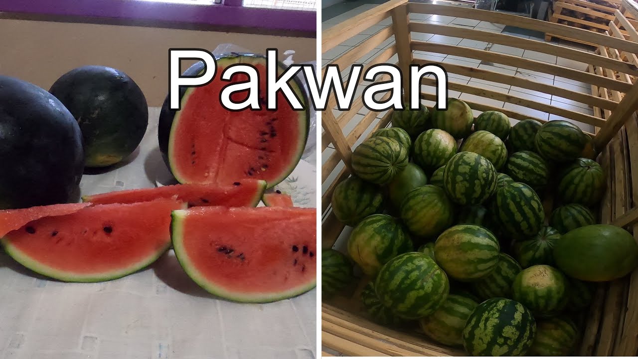 WATERMELON @TONGAN MARKET,AMERICAN SAMOA - YouTube