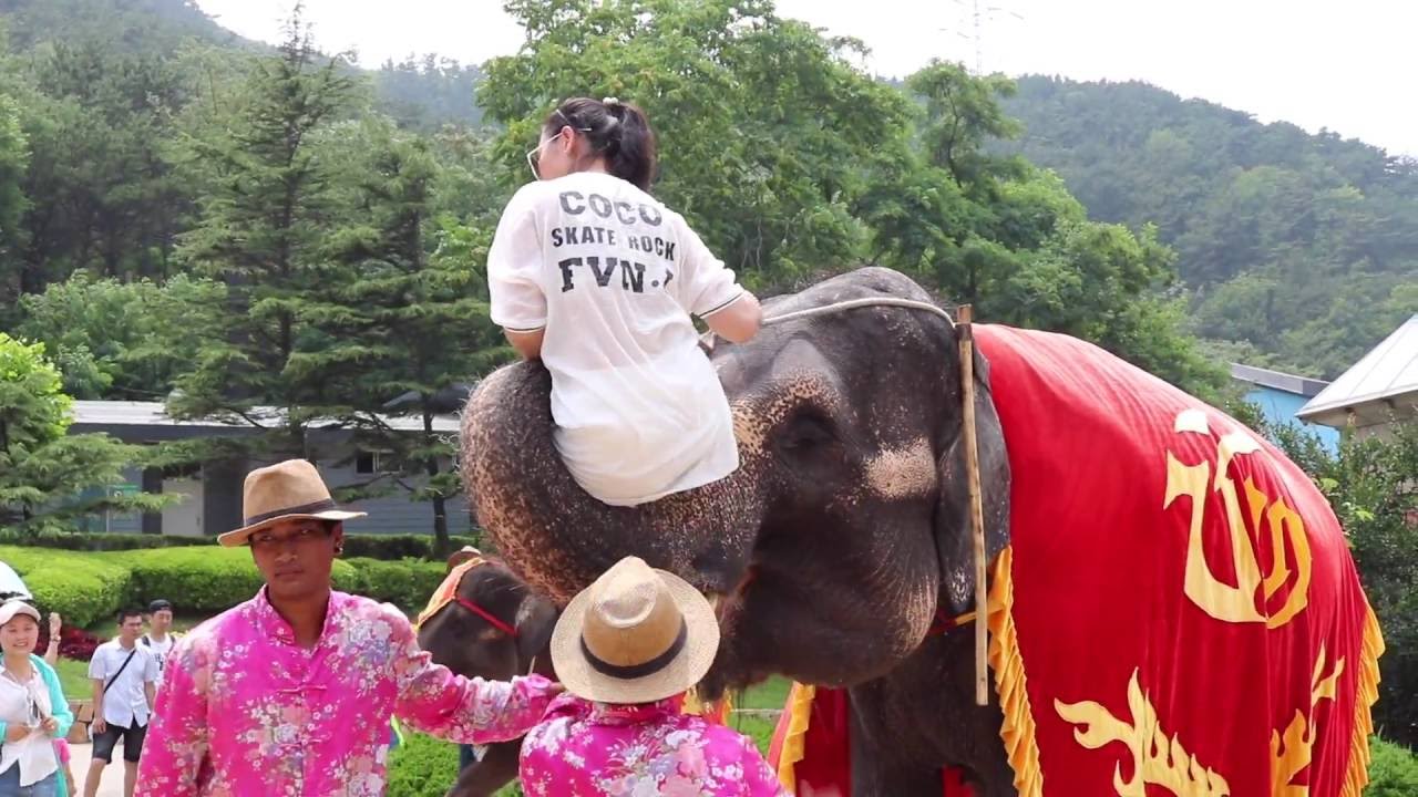 ELEPHANTS LIFTING PEOPLE UP - ALL'S WELL - YouTube