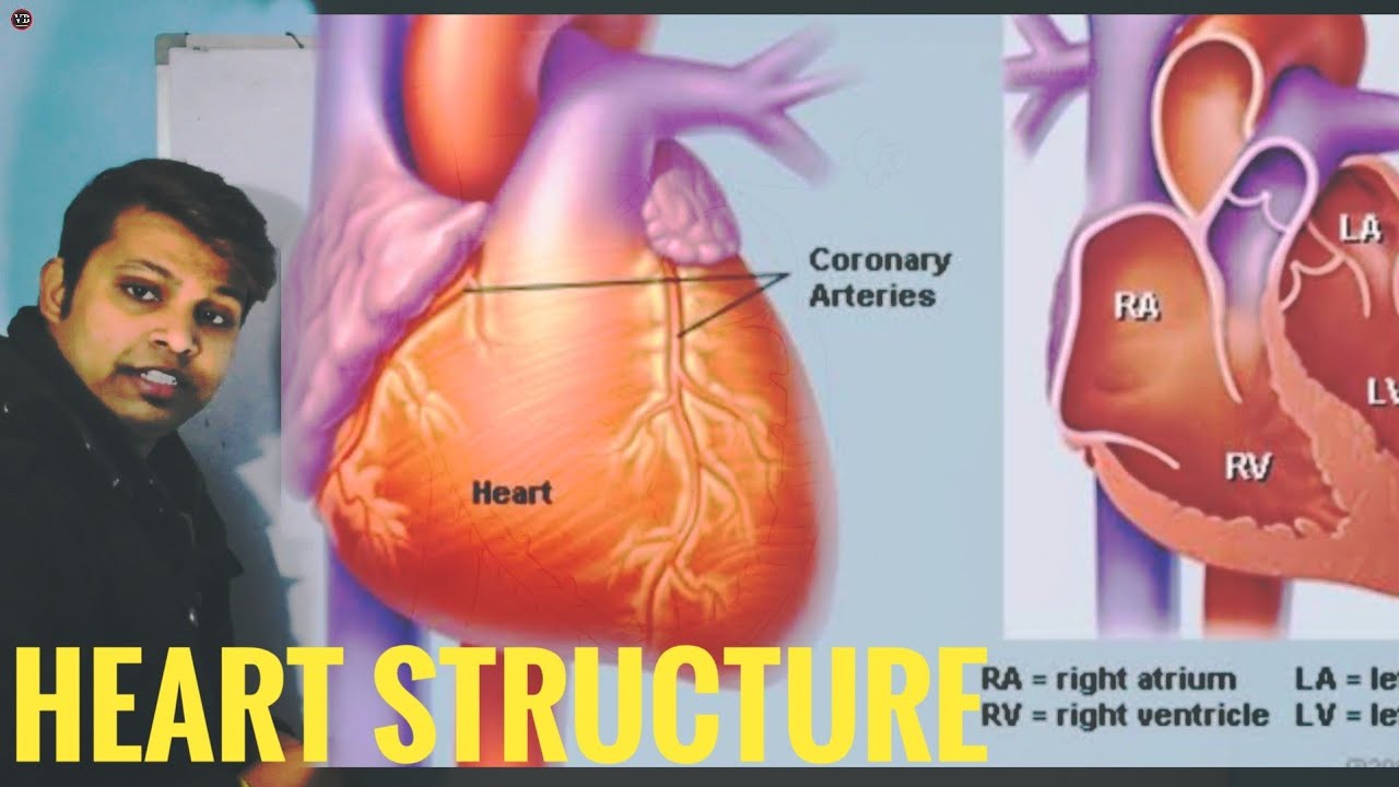Structure of Heart || Cardiology || Human physiology - YouTube