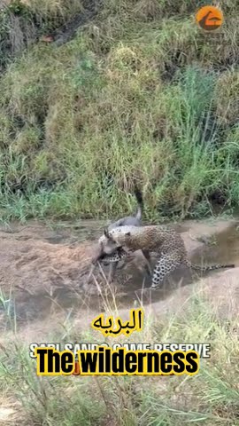 اجمل معارك مفترسات البريه The most beautiful battles of wild predators ...