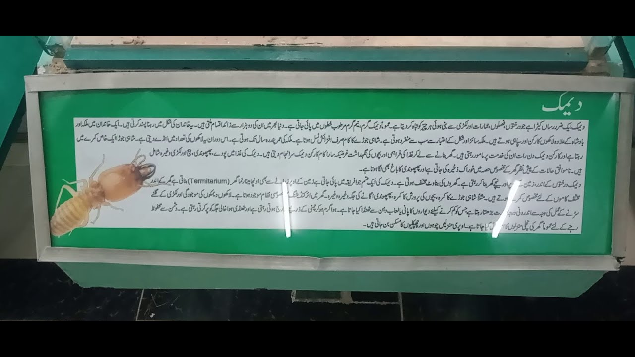 Termite Section at Pakistan Museum of Natural History - YouTube