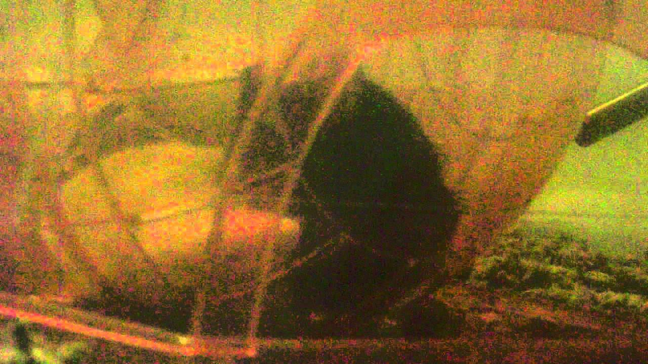 Mice Grooming Each Other - YouTube