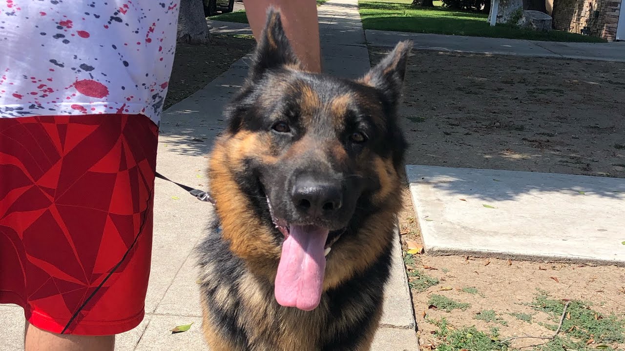 Update on Koa’s (the German Shepherd) elbow - YouTube