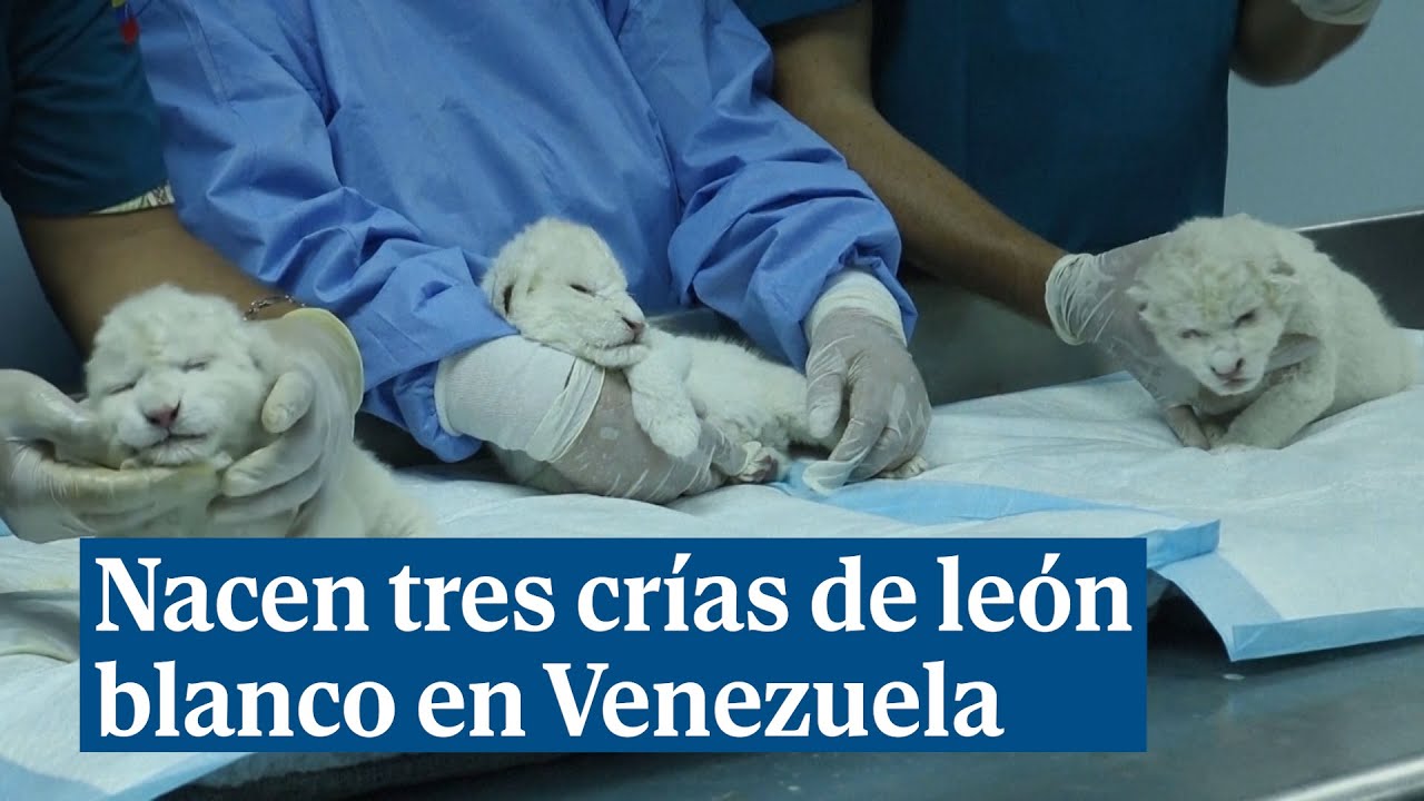 El raro nacimiento de tres crías de león blanco en Venezuela - YouTube