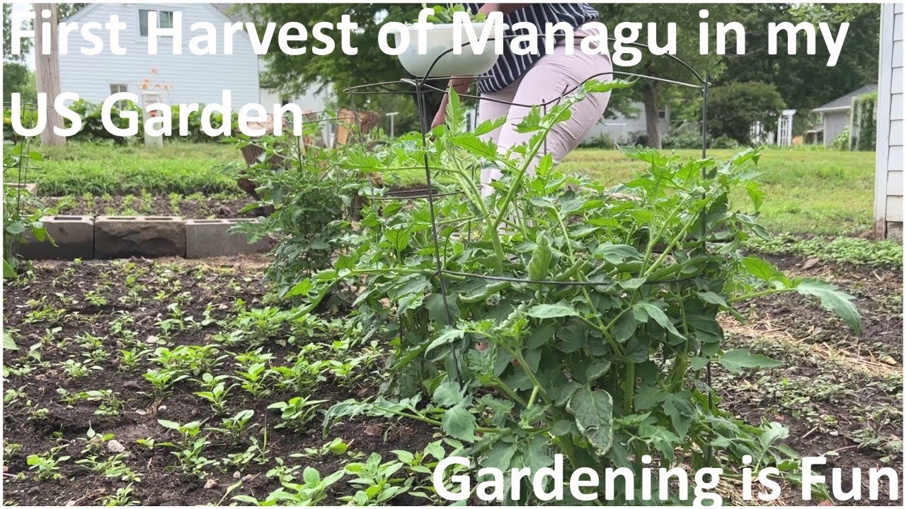 First Harvest of Managu in My US Garden. You'll Enjoy the garden and ...