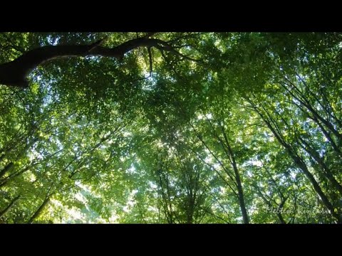 Yakın çevre gözlemlerim. Kapılı Çınar