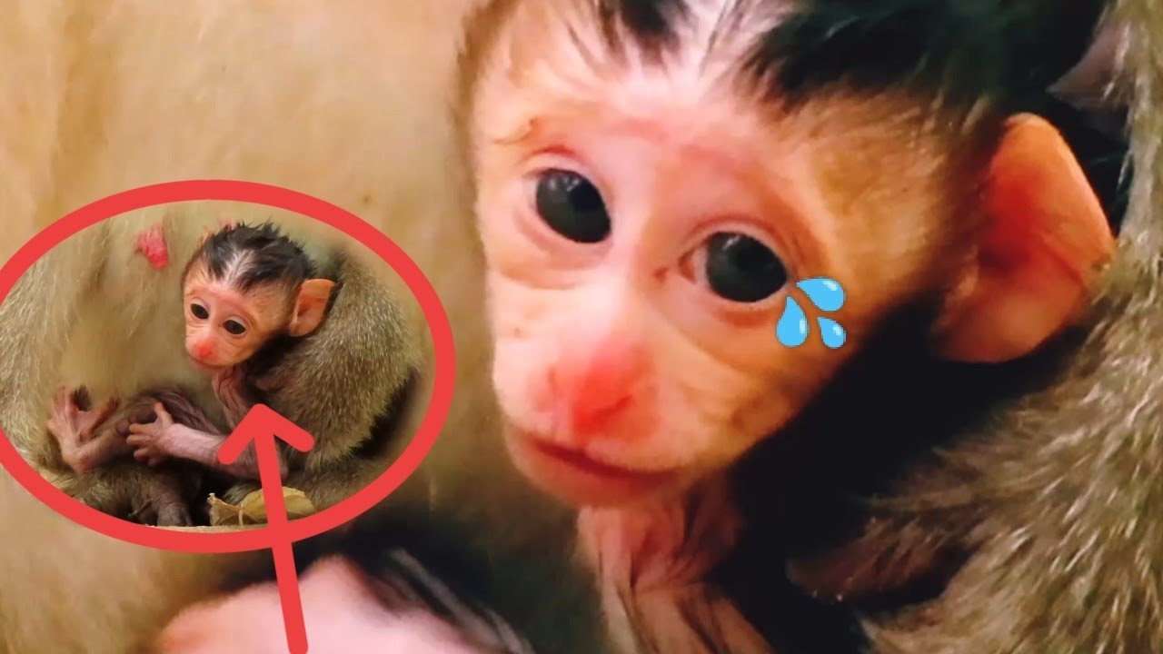 BABY MONKEY ( NEW) P7 When small, do not know how to swing - YouTube