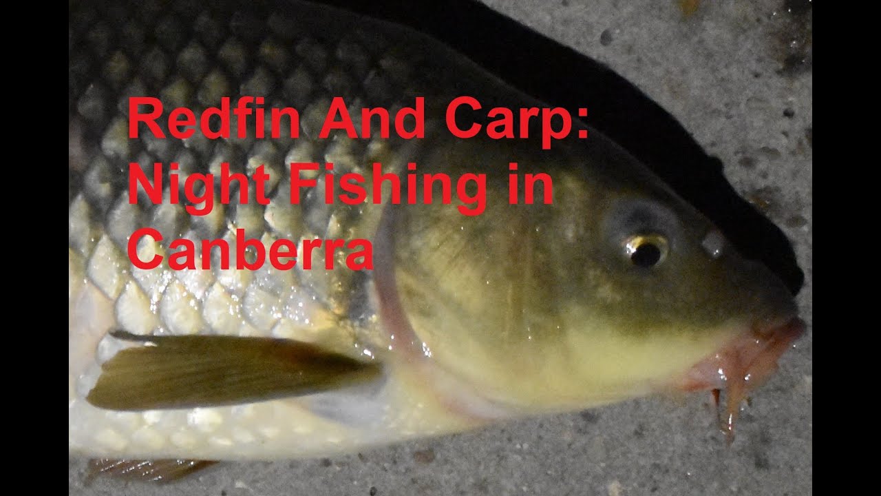 Carp and Redfin Perch. A few fish from the weekend. - YouTube