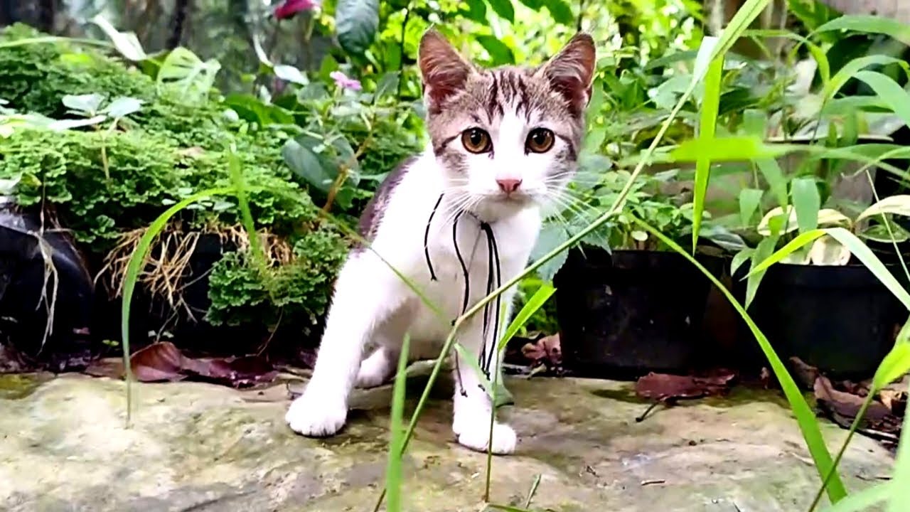 Meowing cat funny - kitten cats - play with cat 31 - YouTube