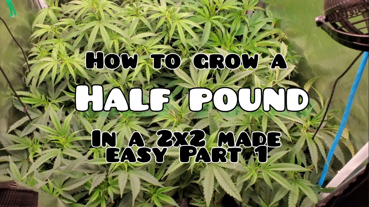 How To Grow A Half Pound In A 2x2 Grow Tent Made Easy Part 1 Tips And how-to-grow-a-half-pound-in-a-2x2-grow-tent-made-easy-part-1-tips-and
