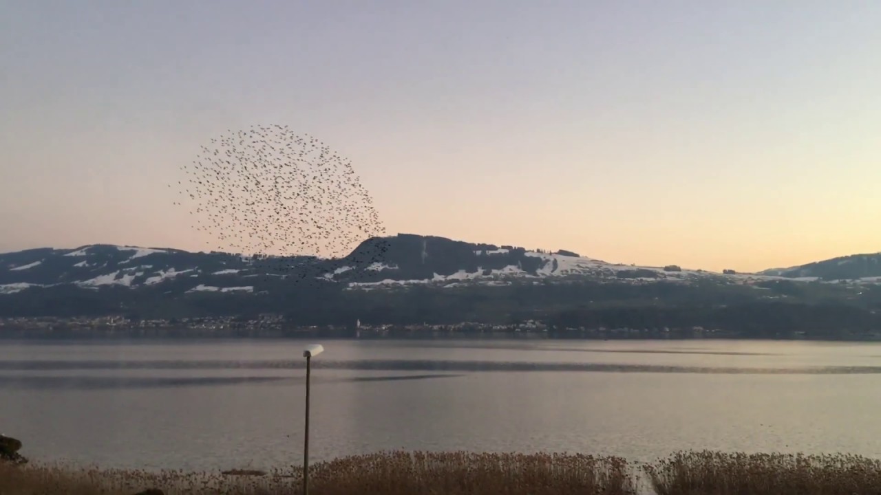 Lake view in Stäfa, Zurich😍 - YouTube
