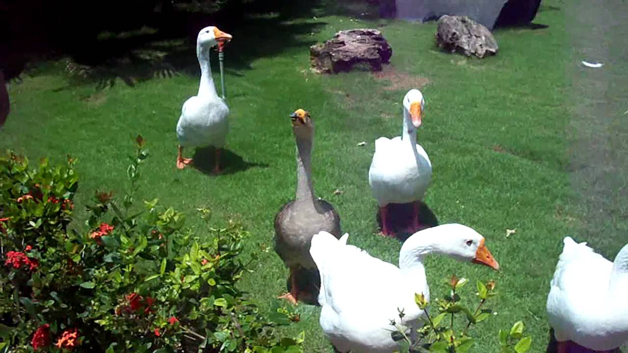 geese - YouTube