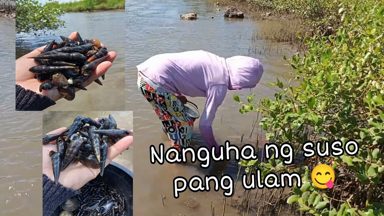 Picking freshwater snail in river | Susong Pilipit - YouTube