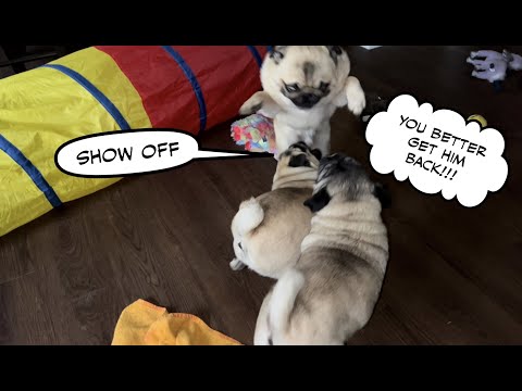 Rumble with the Grumble - Pugs playing - YouTube