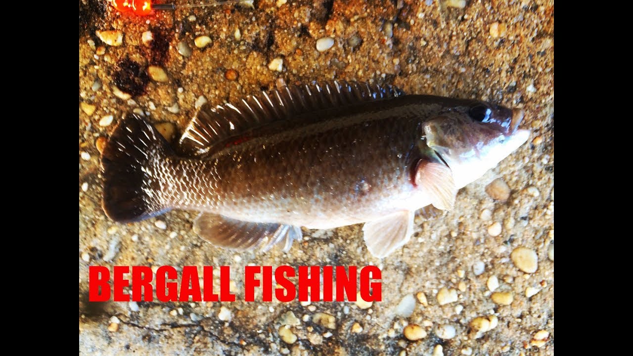 Bergall (cunner) fishing at shark river inlet - YouTube