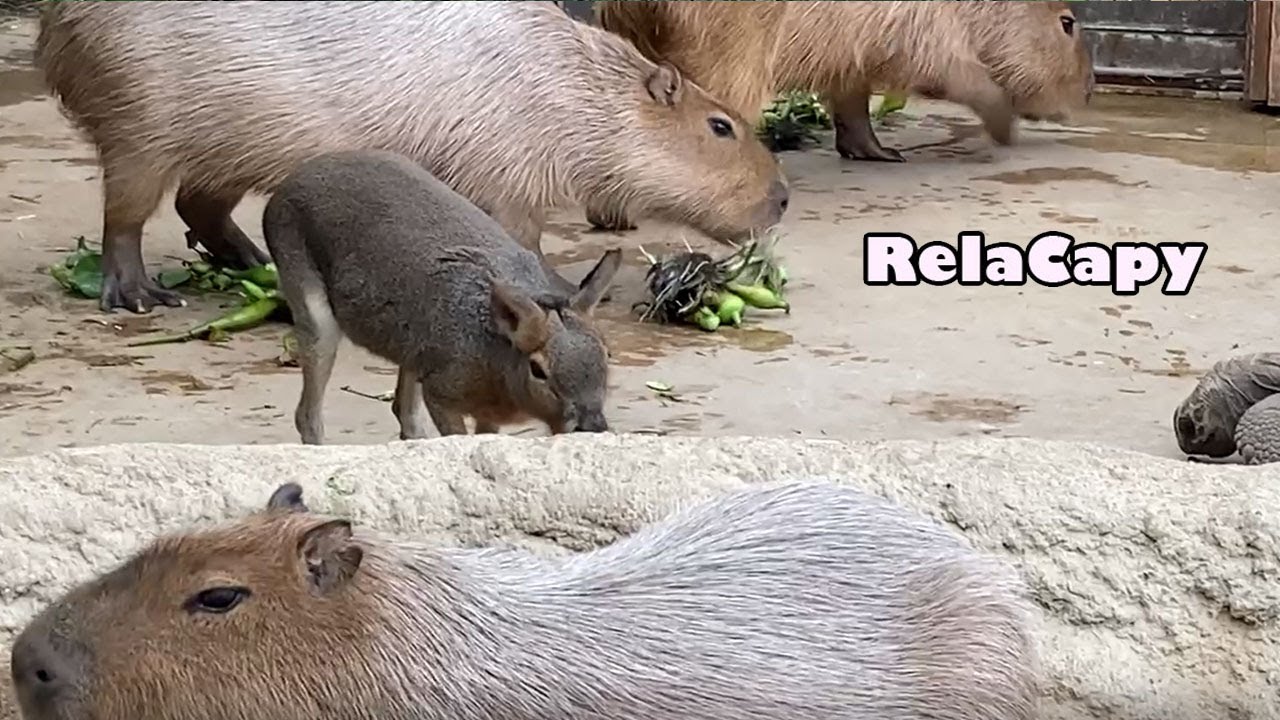 癒しのパワー カピバラ劇場 Healing Power Capybara Theater - YouTube