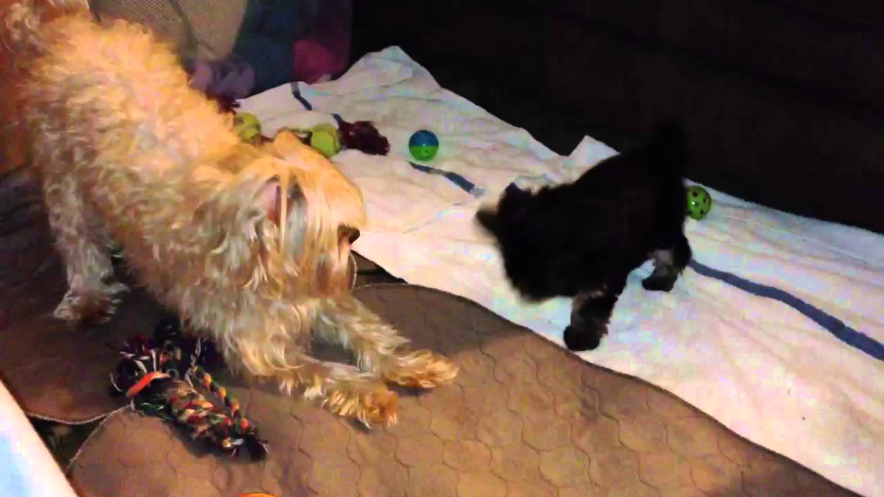 Yorkiepoo puppy 6 weeks old - YouTube