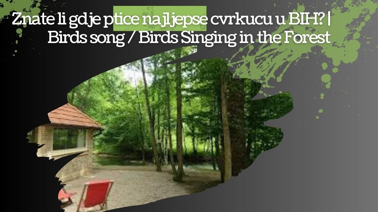 Birds song / Birds Singing in the Forest [NATURE] - YouTube