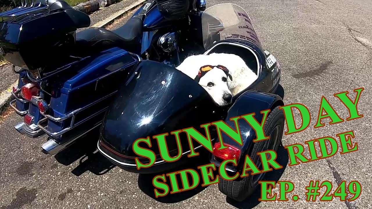 The Frank Files SUNNY DAY SIDECAR RIDE. #franksmiles #therapydog - YouTube