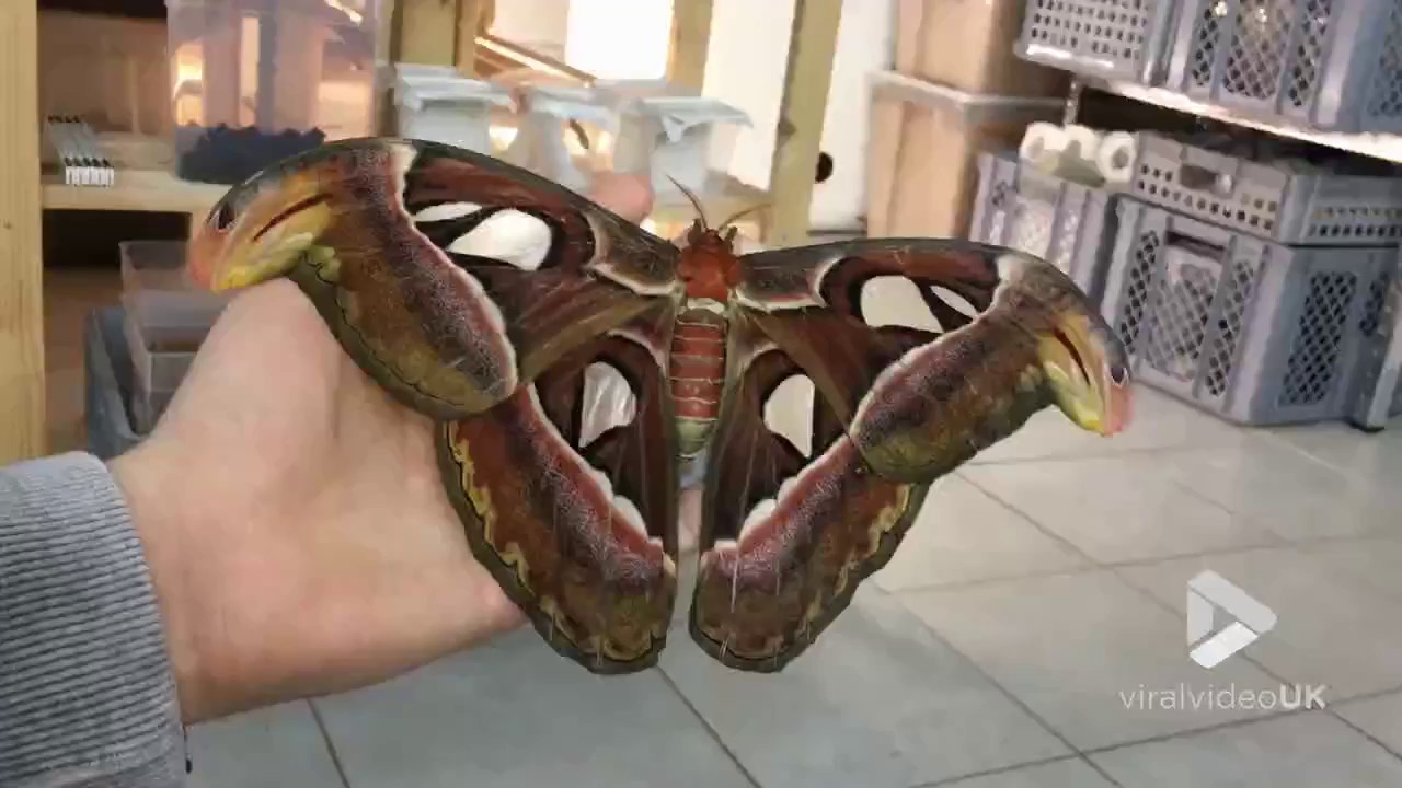 Largest Moth Ever Recorded Largest Moth Ever Recorded