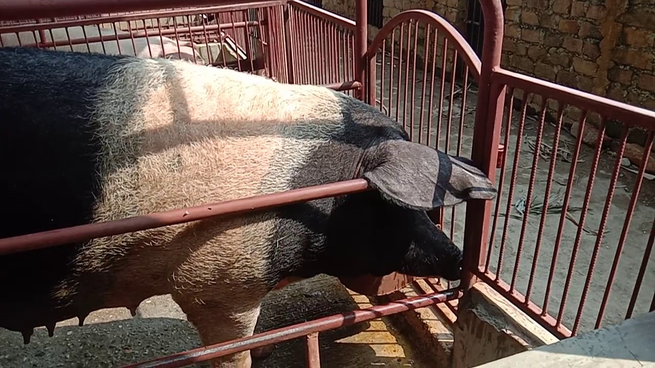 pig farming in Nepal बगुर को खोर बेबस्था कसरी गर्ने तरिकाहरु - YouTube