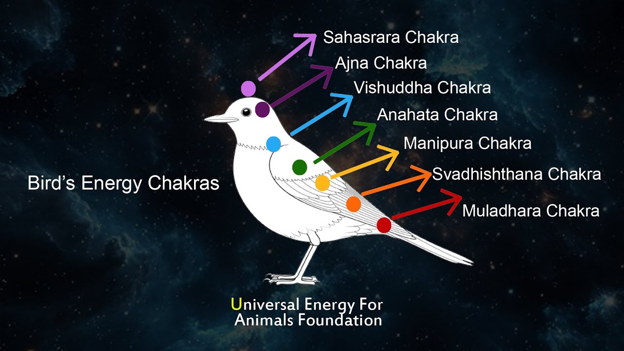 What Is Bird’s Energy Chakras ? | How Works Chakras In Birds Body ? By ...