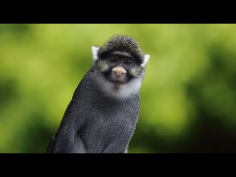 Sclater's Guenon—Feared extinct - YouTube