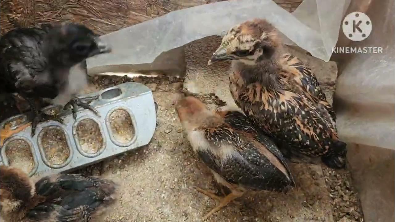 2/28/2025 pub qaib - YouTube