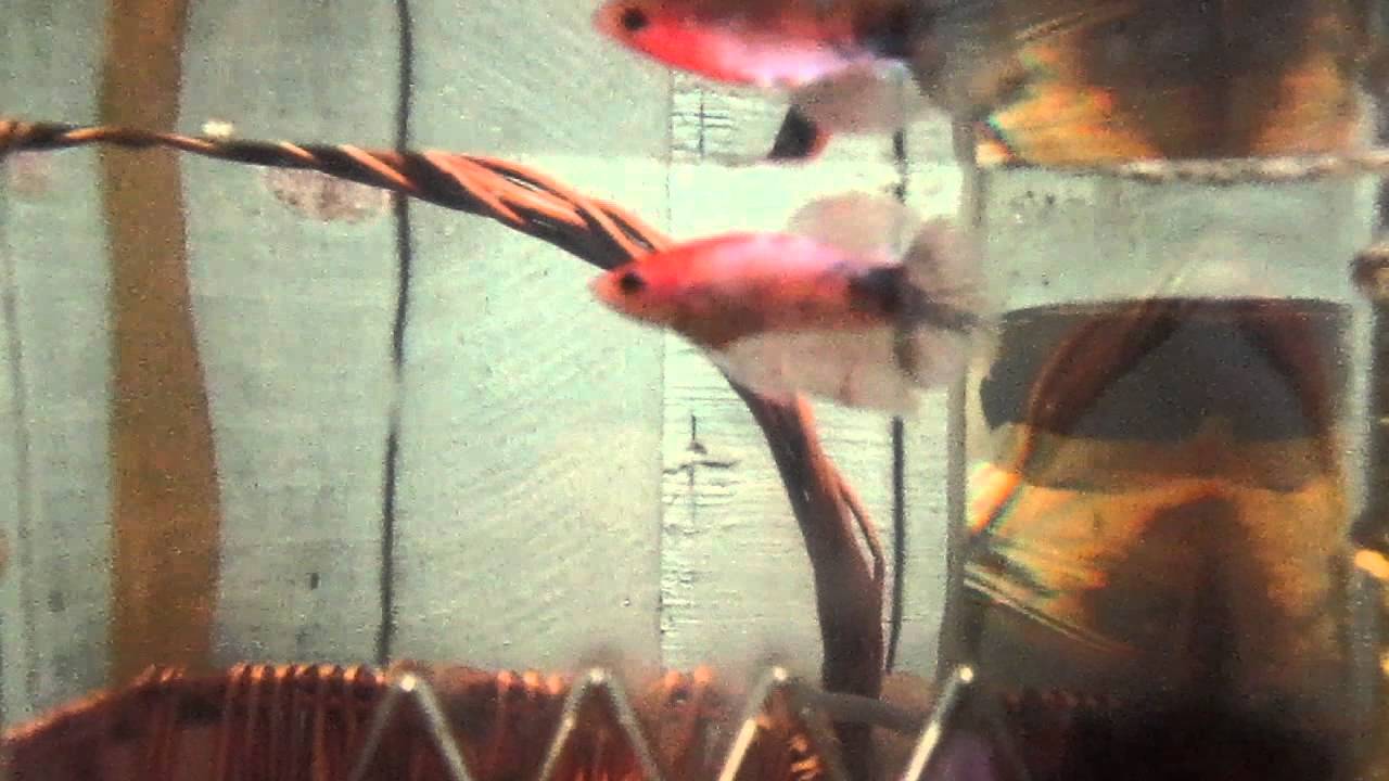 2 Young Fancy HMPK - For Sale. - YouTube