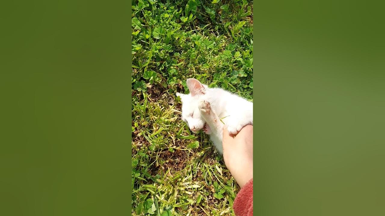 Ot Yiyen Kedi G rd n zm Hi My Cat Eats Grass shortvideo shorts ot-yiyen-kedi-g-rd-n-zm-hi-my-cat-eats-grass-shortvideo-shorts