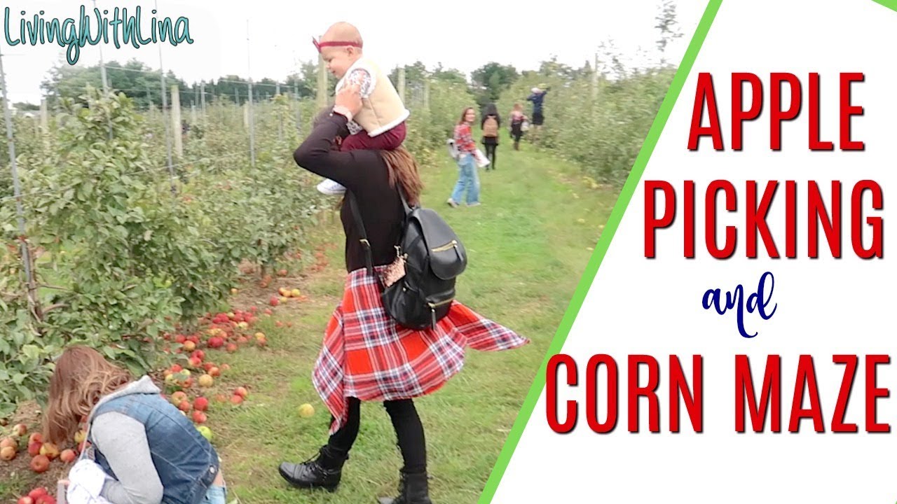 APPLE PICKING and PUMPKIN PICKING TIME IN THE FALL and HOUR CORN MAZE ...