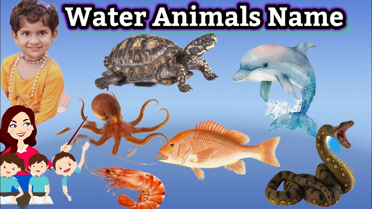 Water Animals Name Water Animal water-animals-name-water-animal