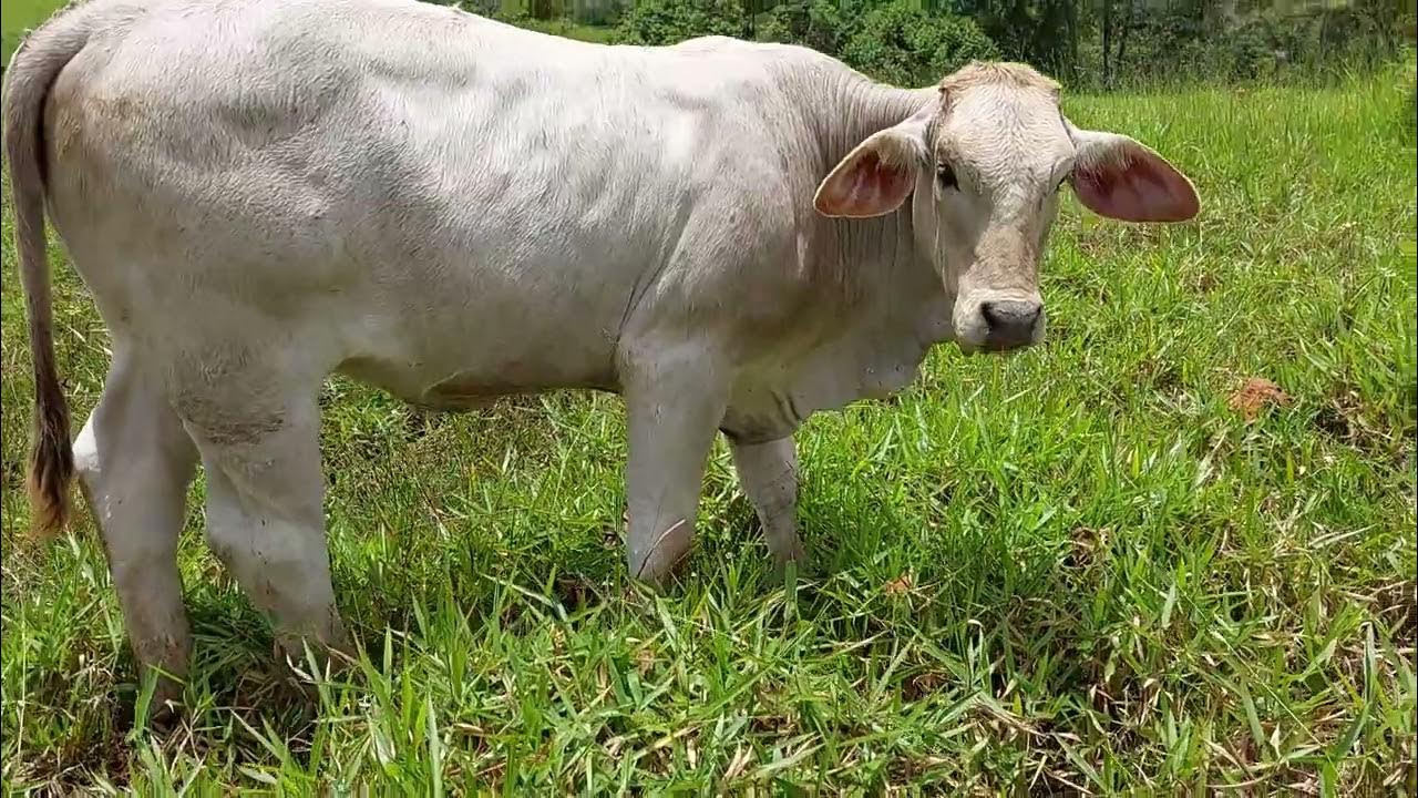 Ternera tiene 25% de Charoláis 25% de Sinmental y 50% de Brahmán en el cruce - YouTube