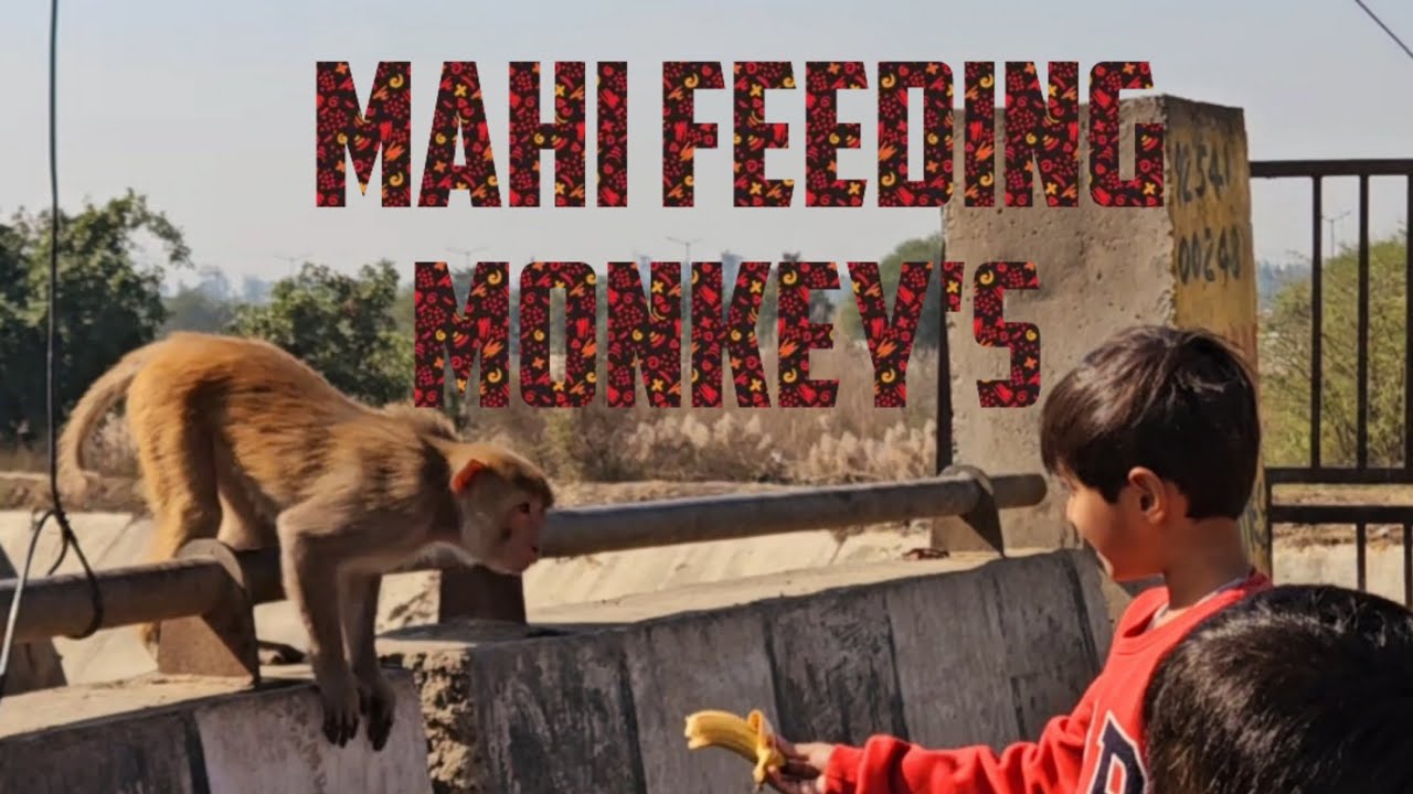 Mahi feeding monkeys | Feeding animals | Fun with monkey - YouTube