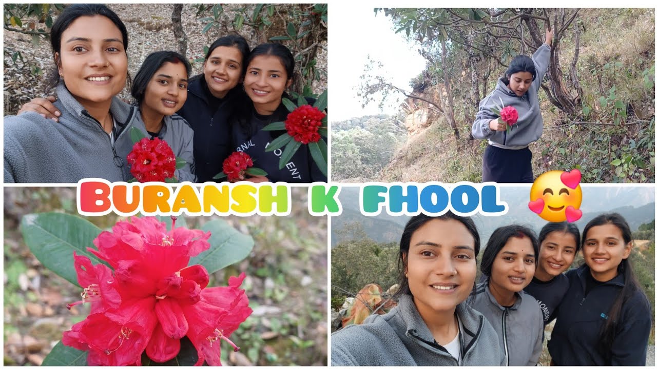 Hm gye Buransh todne🥰🌺#UK state tree#pahadvlogs - YouTube