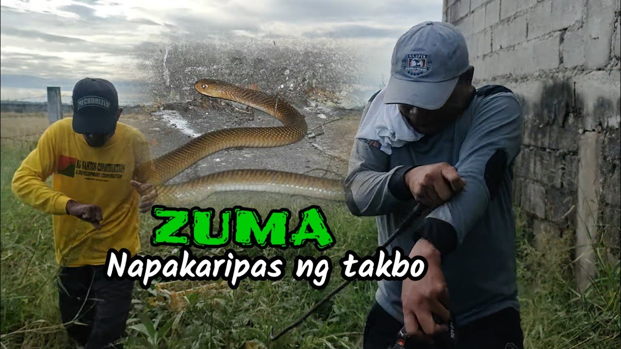 Zuma napakaripas ng takbo ! | zuma haring ahas nakagat 😱 - YouTube