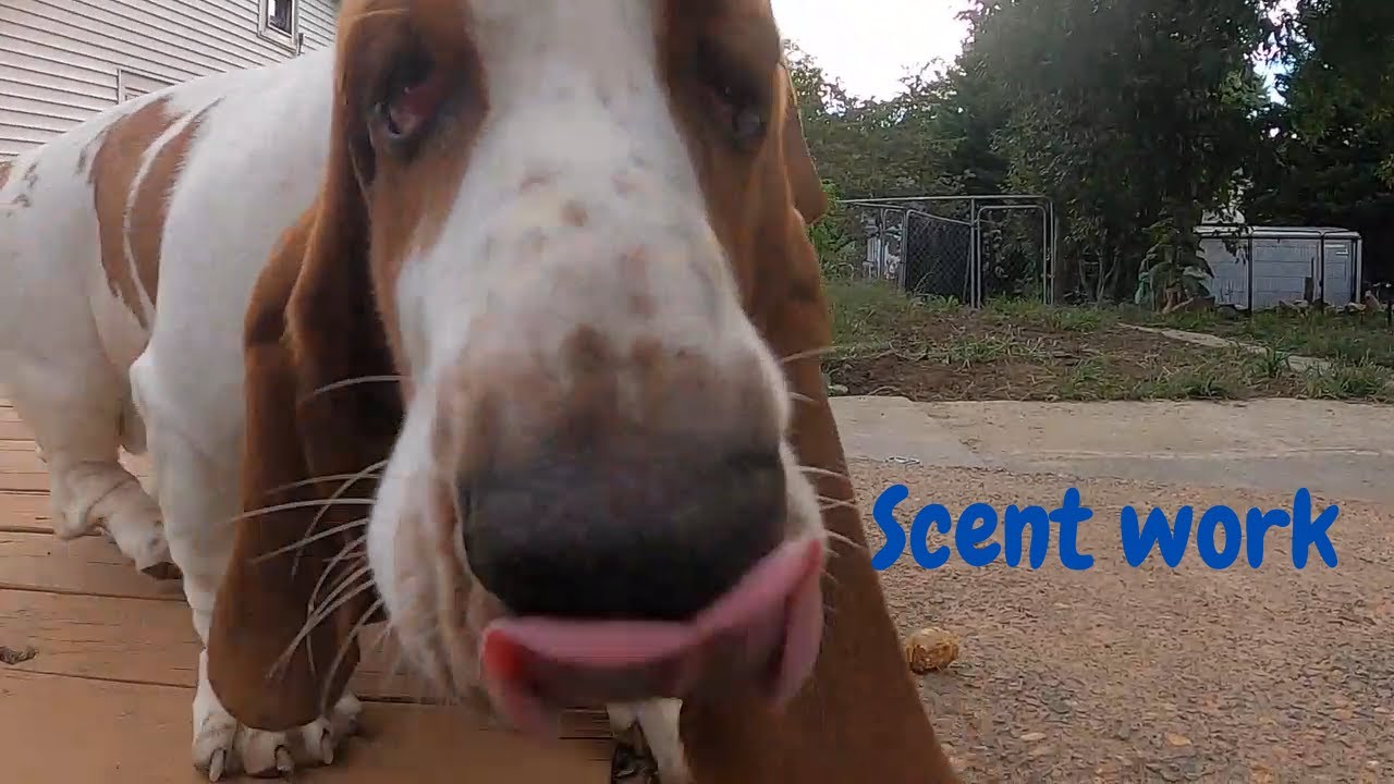 A little Basset hound Scent work - YouTube