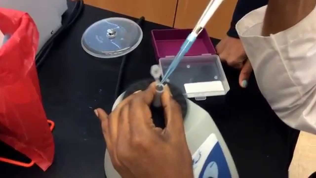 Resuspend cells in 70% Ethanol - YouTube