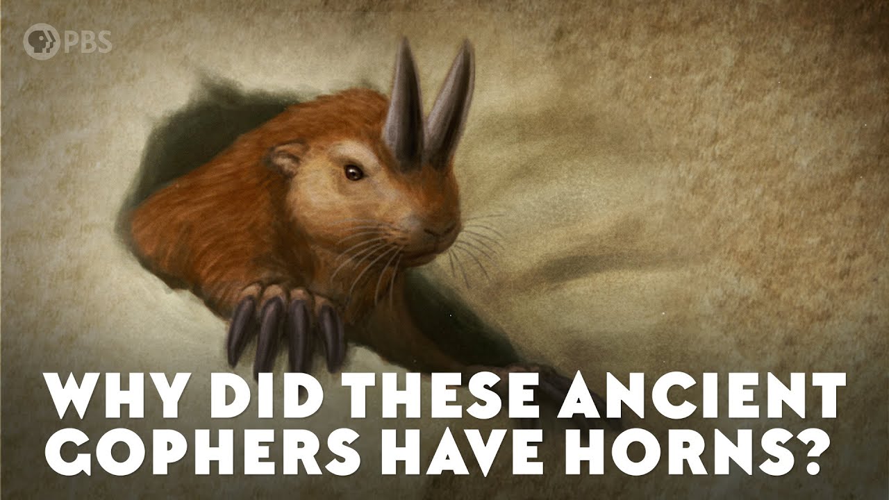 Rodents Used to Have Horns
