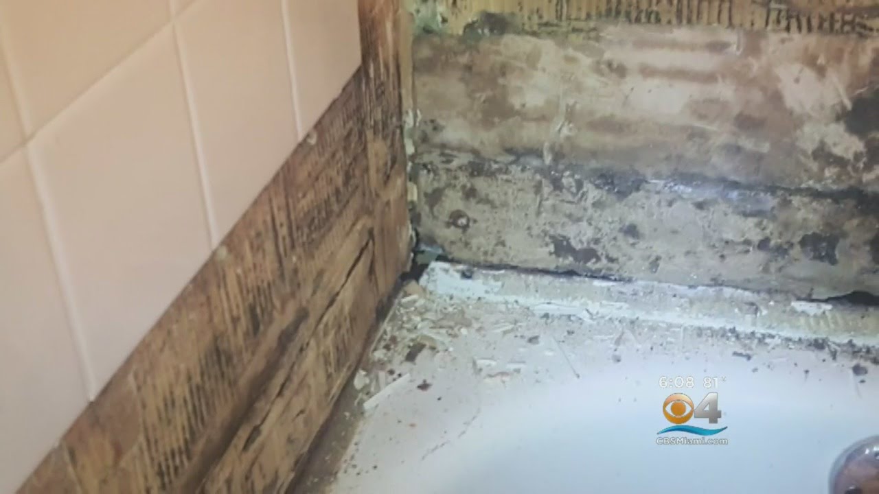 Tenant Who Found Moldy Mess In Ft. Lauderdale Apartment: 'Walked In ...