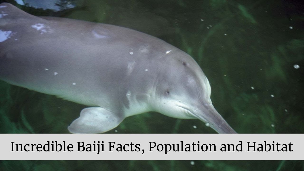 Incredible Baiji Facts || Baiji Distribution, Population and Habitat ...