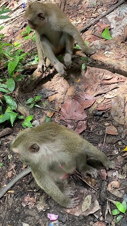 2 monkeys only ! #monkey #wildlife #funnyvideo #shorts #action - YouTube