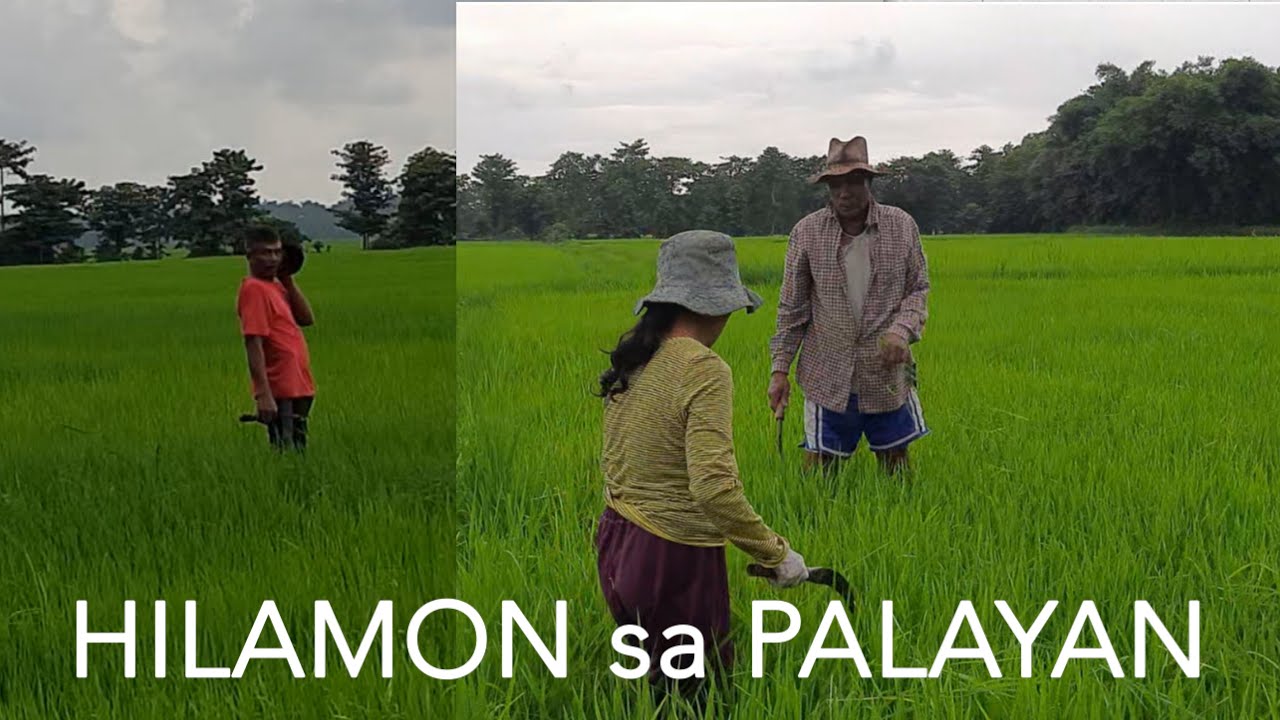 HILAMON sa PALAYAN - YouTube