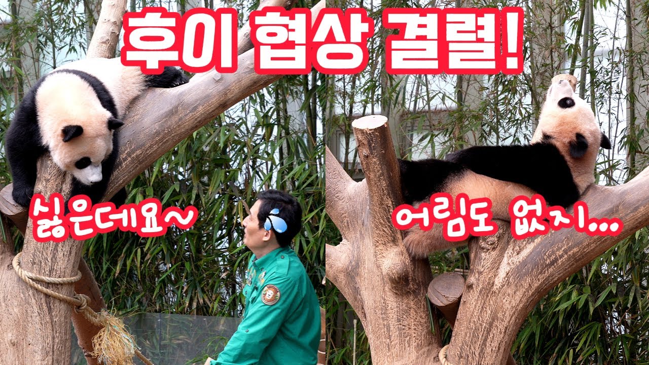 후이 협상 실패 후이가 또 후질머리 했어요 송바오님 끝내 철수💥루이는 극적 타결 성공😍러바오는 댓잎을 바라보며 코웃음을 치는데🤣 Youtube