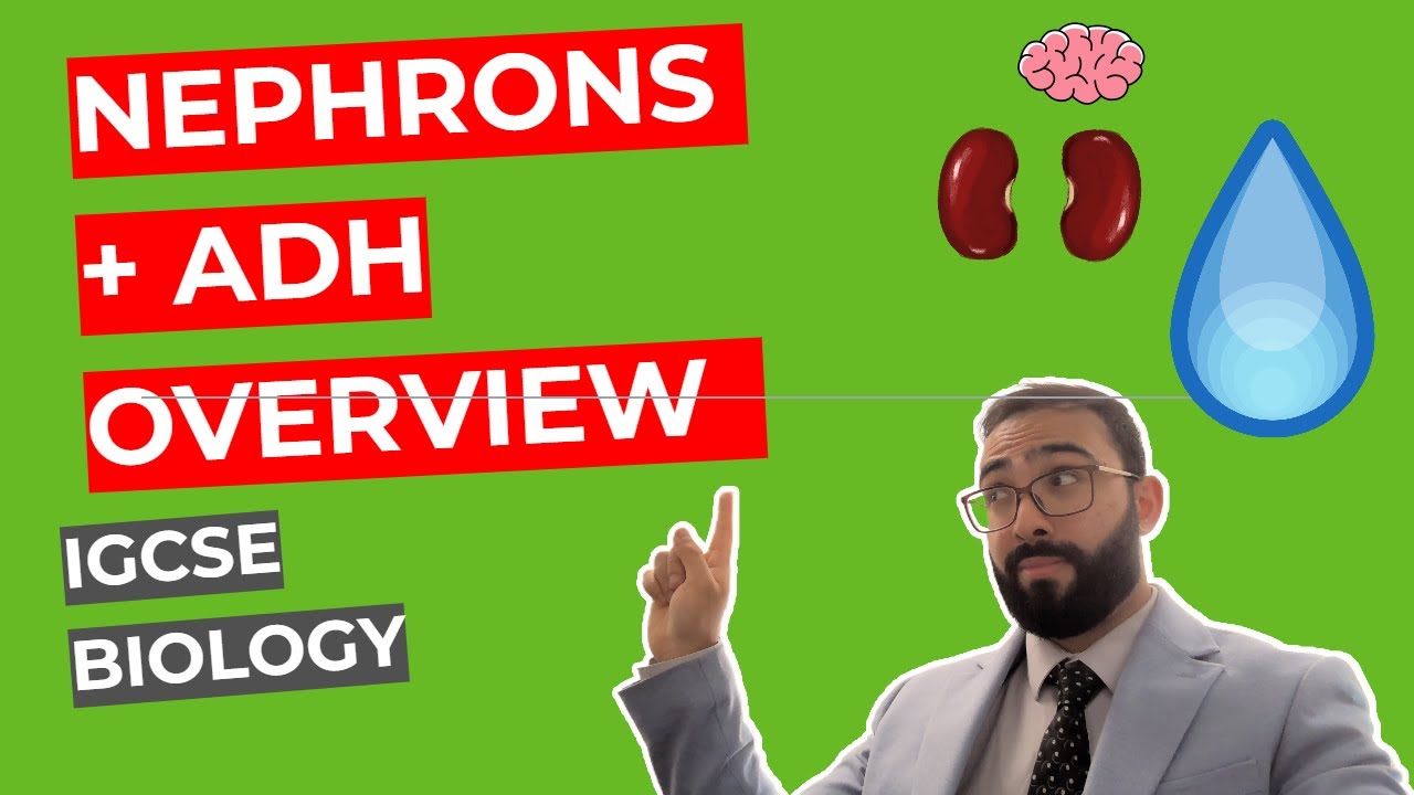 Nephron and ADH Overview | IGCSE Edexcel Biology - YouTube