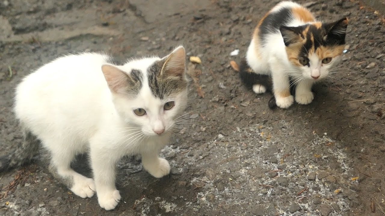 2 kittens with cats from the basement - YouTube