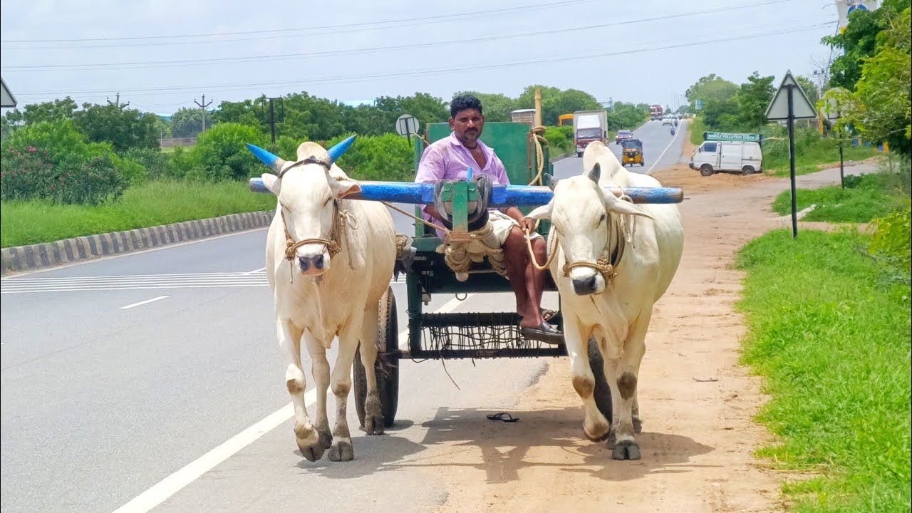 nh 44 highway bullock cart ride video-oxen cart-eddula bandi videos-ox ...
