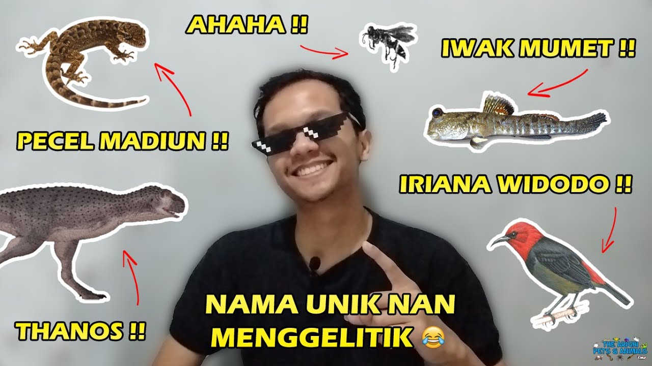 Mengapa ada Nama Latin atau Nama Ilmiah Hewan yang Unik-unik ...