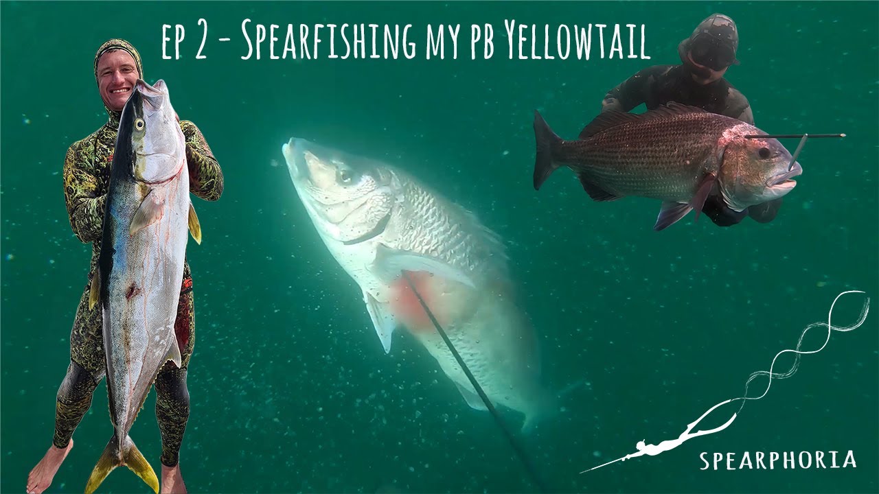 Spearphoria Ep 2-Spearfishing my PB Yellowtail [Spearfishing South ...