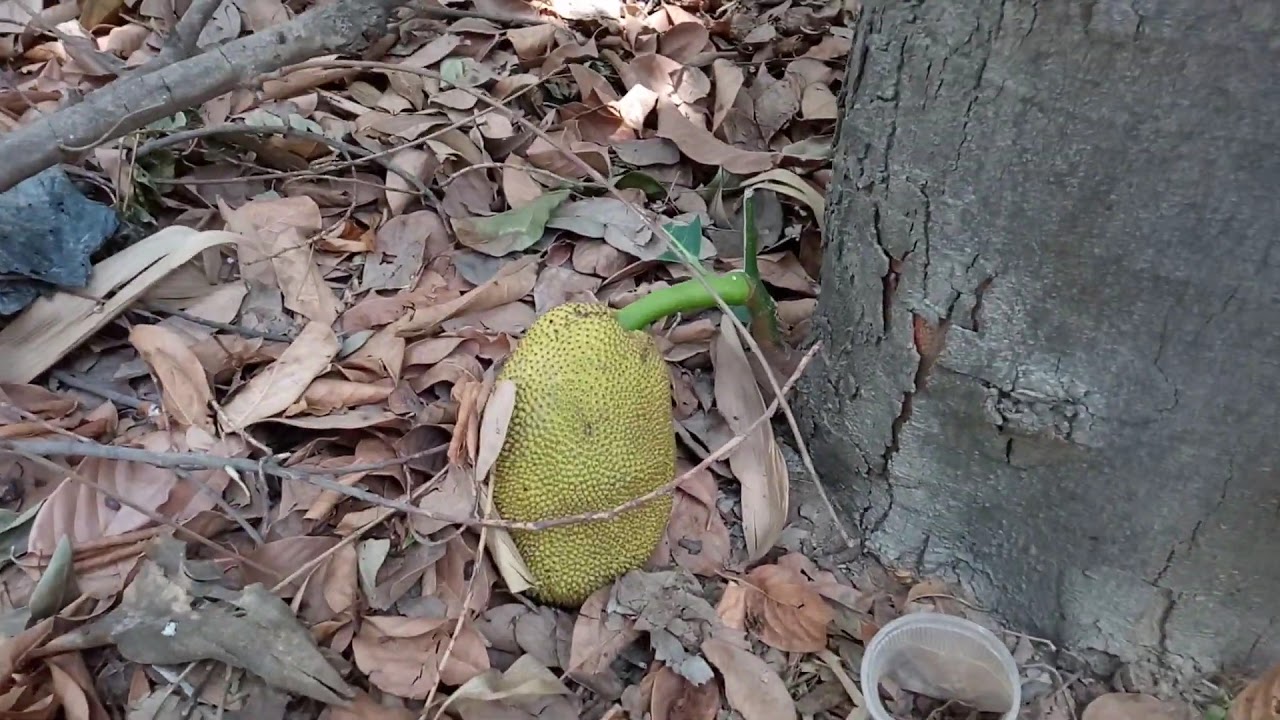 Jackfruit tree Kathal - YouTube